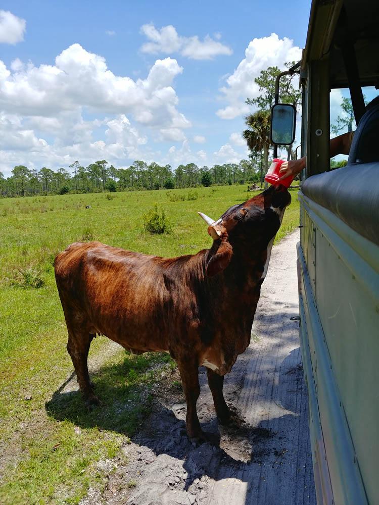 Natural Florida Up Close on a Babcock Ranch Eco Tour