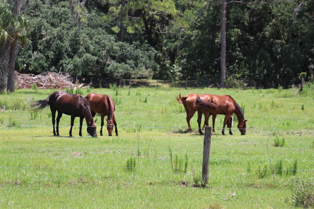 Natural Florida Up Close on a Babcock Ranch Eco Tour