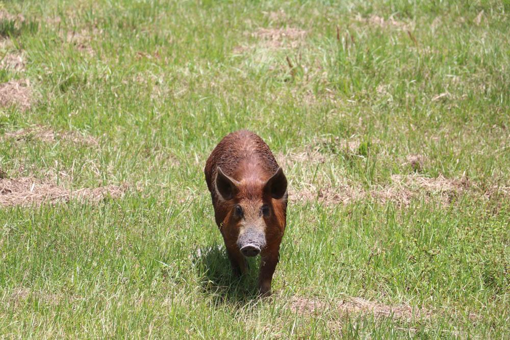 Natural Florida Up Close on a Babcock Ranch Eco Tour