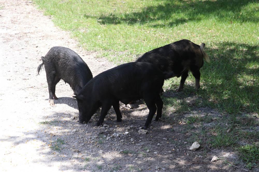 Natural Florida Up Close on a Babcock Ranch Eco Tour