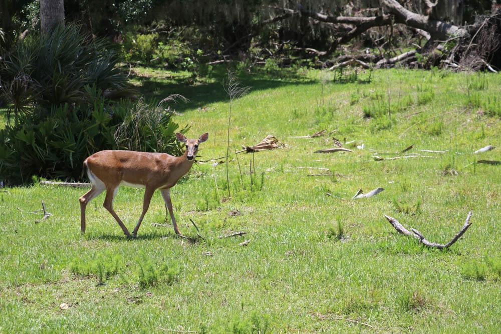 Natural Florida Up Close on a Babcock Ranch Eco Tour