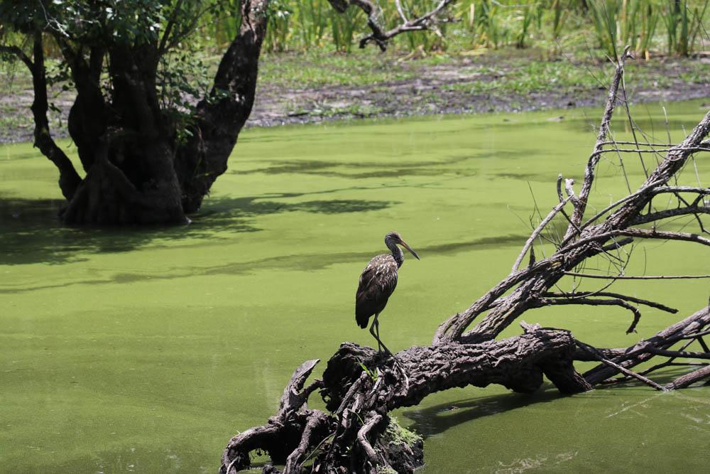Natural Florida Up Close on a Babcock Ranch Eco Tour